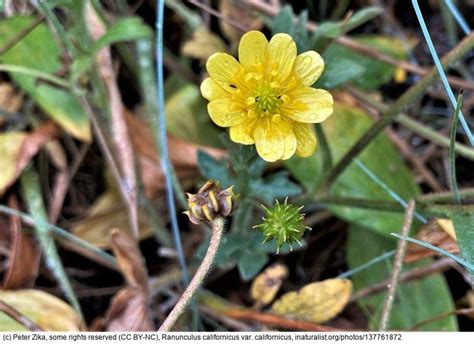 Ranunculus Californicus