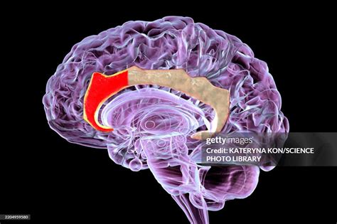 Anterior Cingulate Cortex Illustration High Res Vector Graphic Getty Images