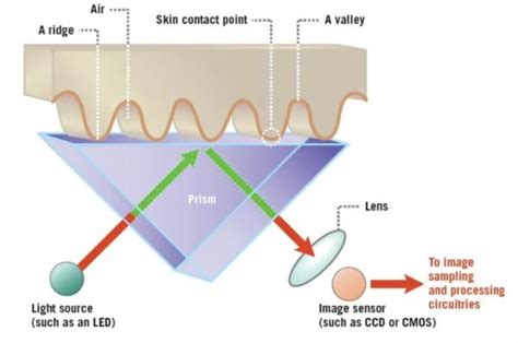 4 Types Of Fingerprint Scanners Deep Dive Into How They Work ClockIt