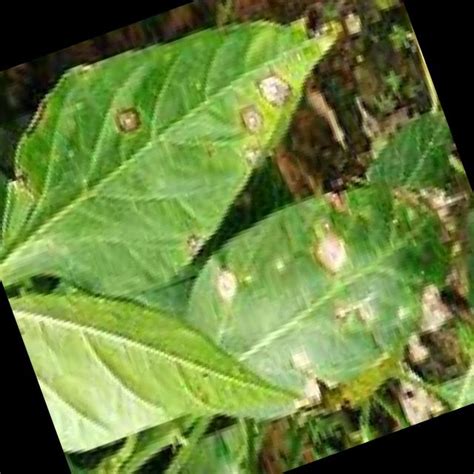 Chili Disease Detection Object Detection Dataset By Your Fun