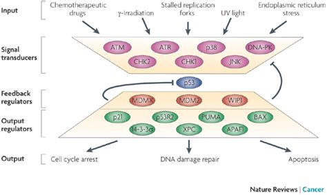 The P53 Signaling Network Download Scientific Diagram