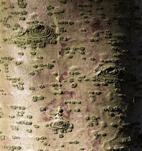 Premium Photo Texture Of Tree Bark With Patterns
