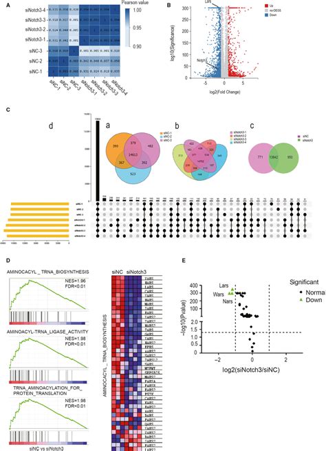 Rna‐seq Data For Control And Notch3 Knockdown Samples A The Pearson