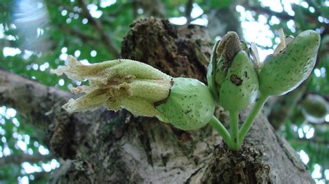 Le Calebassier Symbolisme