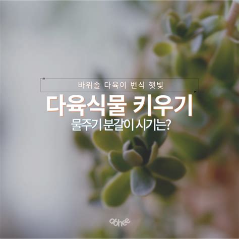 다육식물 키우기 물주기 분갈이 바위솔 다육이 번식 햇빛 네이버 블로그