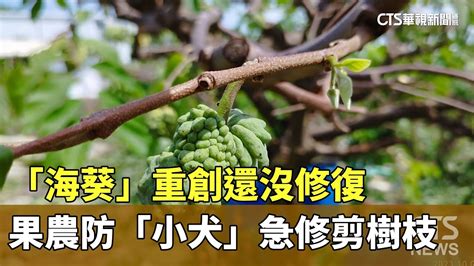 「海葵」重創還沒修復 果農防「小犬」急修剪樹枝｜華視新聞 20231003 Youtube