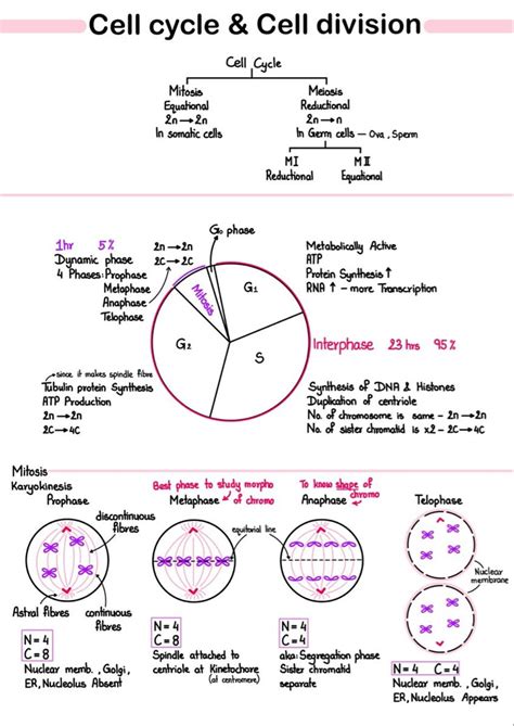 Cell Division Summary Notes
