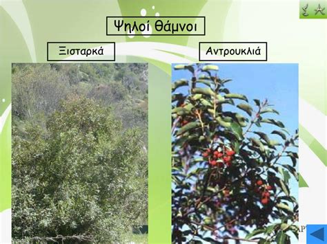 Ppt Χλωρίδα της Κύπρου Powerpoint Presentation Free Download Id 4383186