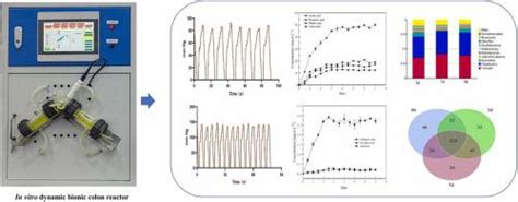 用于肠道菌群孵化的体外动态发酵模拟结肠反应器 biochemical engineering journal x mol