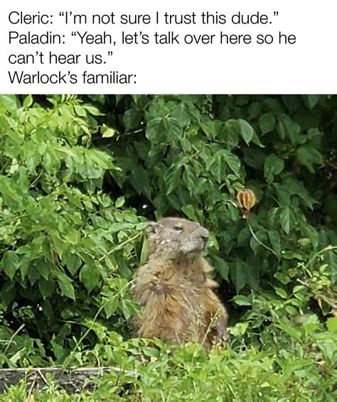 Gopher Face Memes