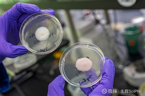 Jay Keasling团队构建合成生物学新工具包，可更高效合成麦角硫因和血红素，工程菌株中血红素含量可提高4倍 粮食生产已被确定为气候变化的