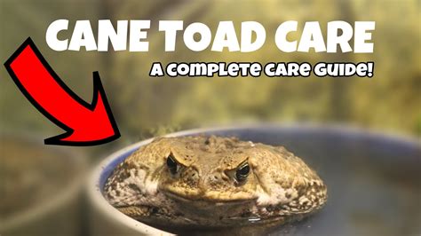 Cane Toad Care Guide At Dennis Marquis Blog