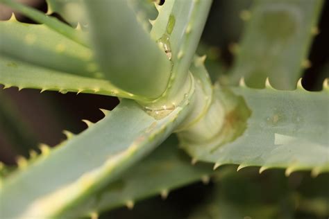 무료 이미지 자연 선인장 잎 녹색 높은 공원 식물학 플로라 닫다 노회 5d 고용하다 마키 안녕 입술 해결 지바 카시와 아케 보노 야마