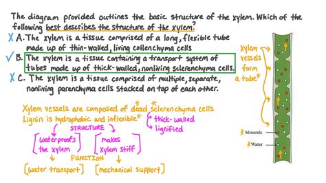 Function Of Xylem Vessels In Plants Infoupdate Org