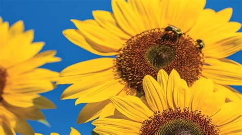 21 Varieties Of The Tallest Sunflowers You Can Grow In The Garden