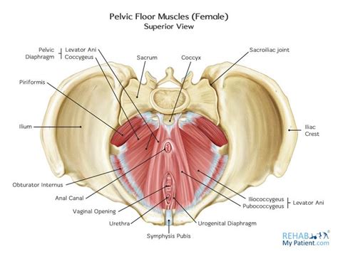 Muscles Of The Pelvic Floor Anatomy And Function Kenhub Atelier Yuwaciaojp