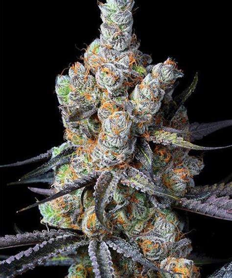 Feminized Seeds For Sale Premium Seed Market