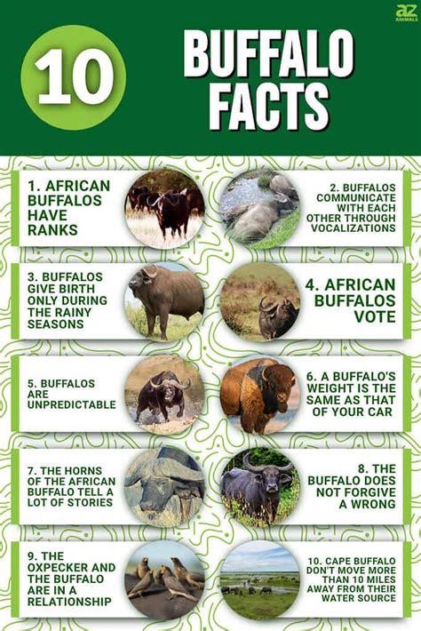 Mediterranean Buffalo Facts What Is Mozzarella The Milky Delight At