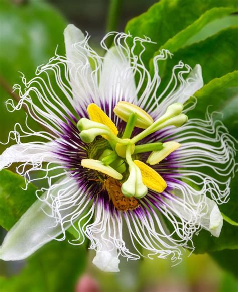 Passion Fruit Flowers