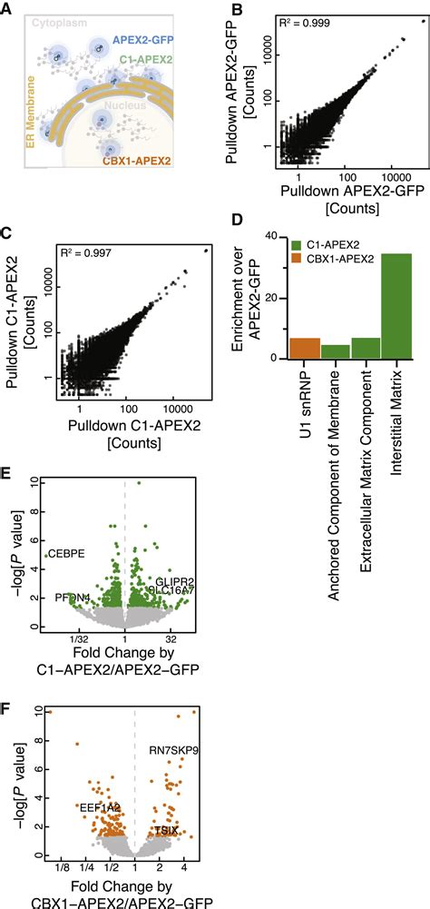 Proximity Rna Labeling By Apex Seq Reveals The Organization Of Translation Initiation Complexes