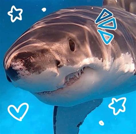 Pin By Kus КуСь On акулы Shark Pictures Shark Photos Cute Shark