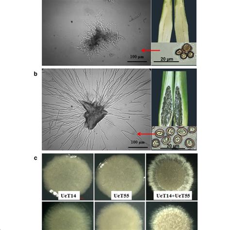 Representación Esquemática Del Ciclo De Vida De Ustilago Maydis Download Scientific Diagram
