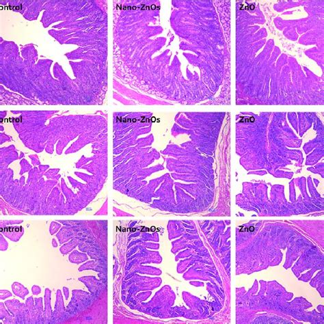 Representative Histological Photomicrographs Of Duodenum Jejunum And