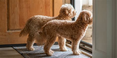 How Far Can A Cockapoo Walk Cockapoo Exercise Guide