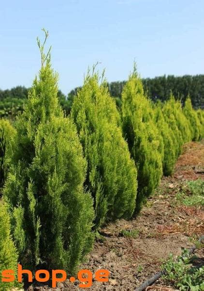 მარადმწვანე მცენარეები