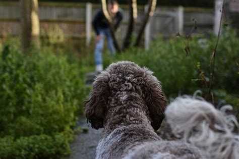 Premium Photo Cockapoo Dog Looking Away