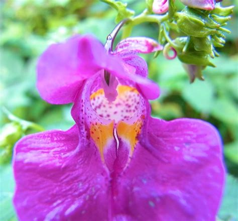 草花メッセージ 鮮やか赤紫のツリフネソウ恵那山ねっとアウトドア情報