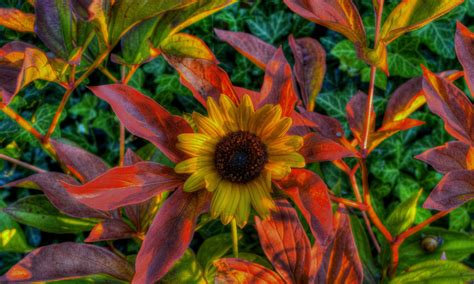 Autumn Sunflower Desktop Wallpapers 4k Hd Backgrounds On Wallpaperbat