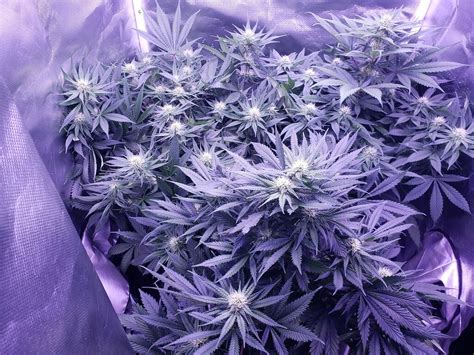 Bubba Kush I Think Show Your Grow Ilgm Growers Forum Free Cannabis Growing Community