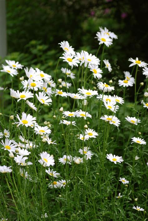 White And Yellow Daisy Flowers In The Grass Madeliefjes Planten Bonito