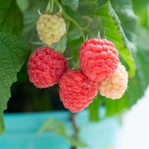 Rubus Bushel And Berry® Raspberry Shortcake® Raspberry Eberts Greenhouse