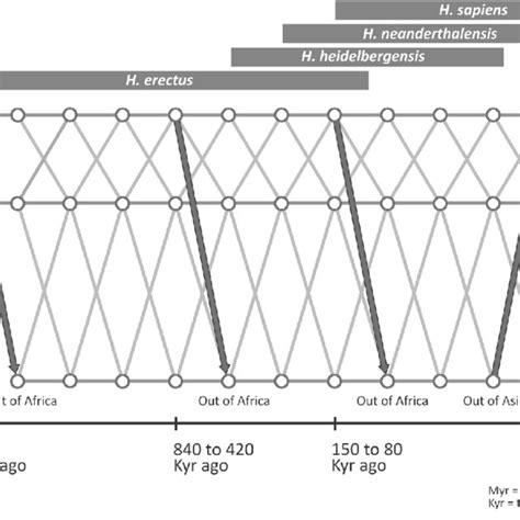 Modified Trellis Model Of Human Evolution After Templeton Genus Homo