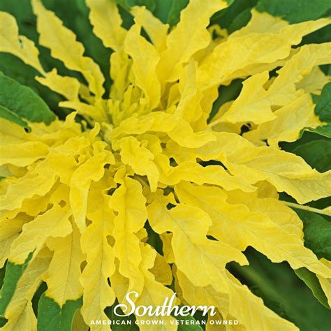 Amaranth Yellow Amranthus Tricolor 100 Seeds Southern Seeds