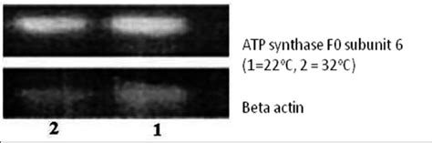Tissue Specific Expression Of ATP Synthase F0 Subunit 6 In Oreochromis Download Scientific