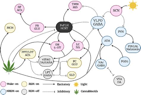 A Schematic Overview Of Neuronal Circuits Potentially Involved In