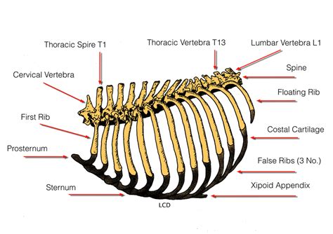 Anatomy Of Ribs And Sternum Sternum 3d Anatomy Tutorial Youtube The Sternum Of