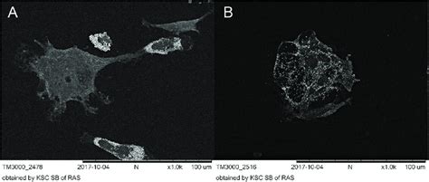 Giant Multinuclear Cells On The Biopolymer Scaffold A Neuron Like Cell