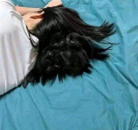 고양이들 사라져 심장 철렁했던 엄마가 잠시후 마주한 상황 애니멀 플래닛