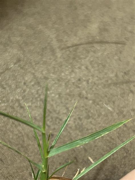 I Think This Is Creeping Bentgrass Rlawncare