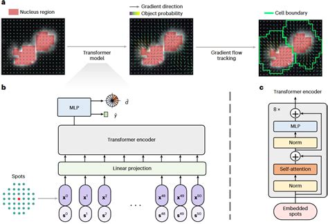 Nat Methods 高分辨率空间转录组学的细胞分割 知乎