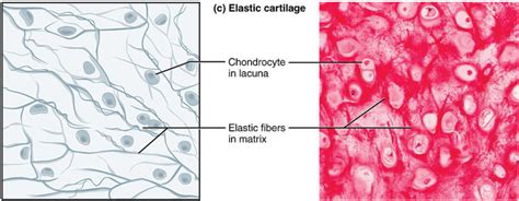 Cartilage Hyaline Elastic Fibrocartilage Teachmephysiology