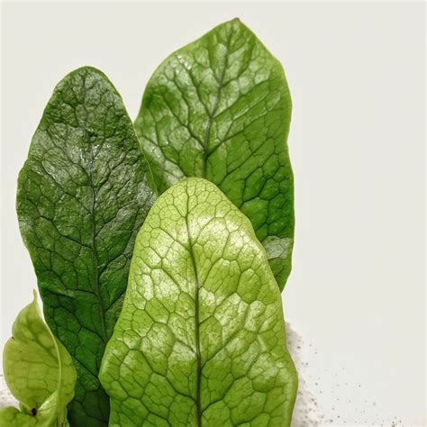 Microsorum Musifolium Crocodylus Fern 13cm Pot Plantsmith Indoor Plants Melbourne