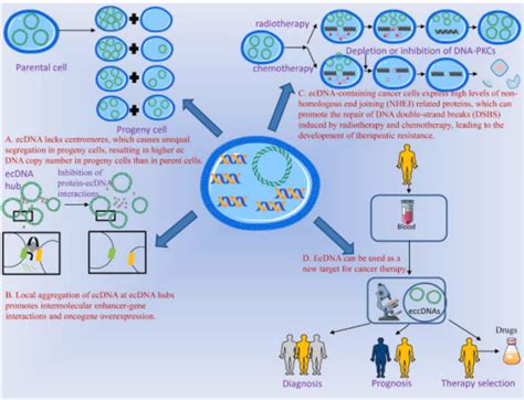 Extrachromosomal Dna Ecdna