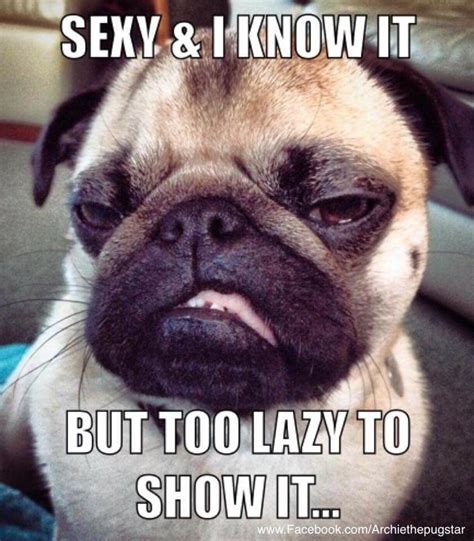14 Funny Pug Memes That Will Make You Happy Artofit