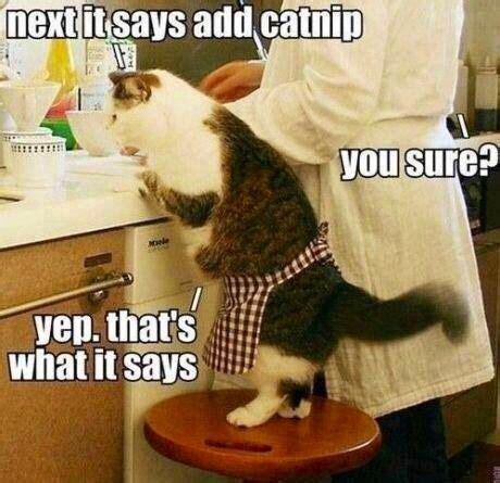 Funny CatNip Quote