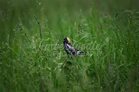 Bobolink